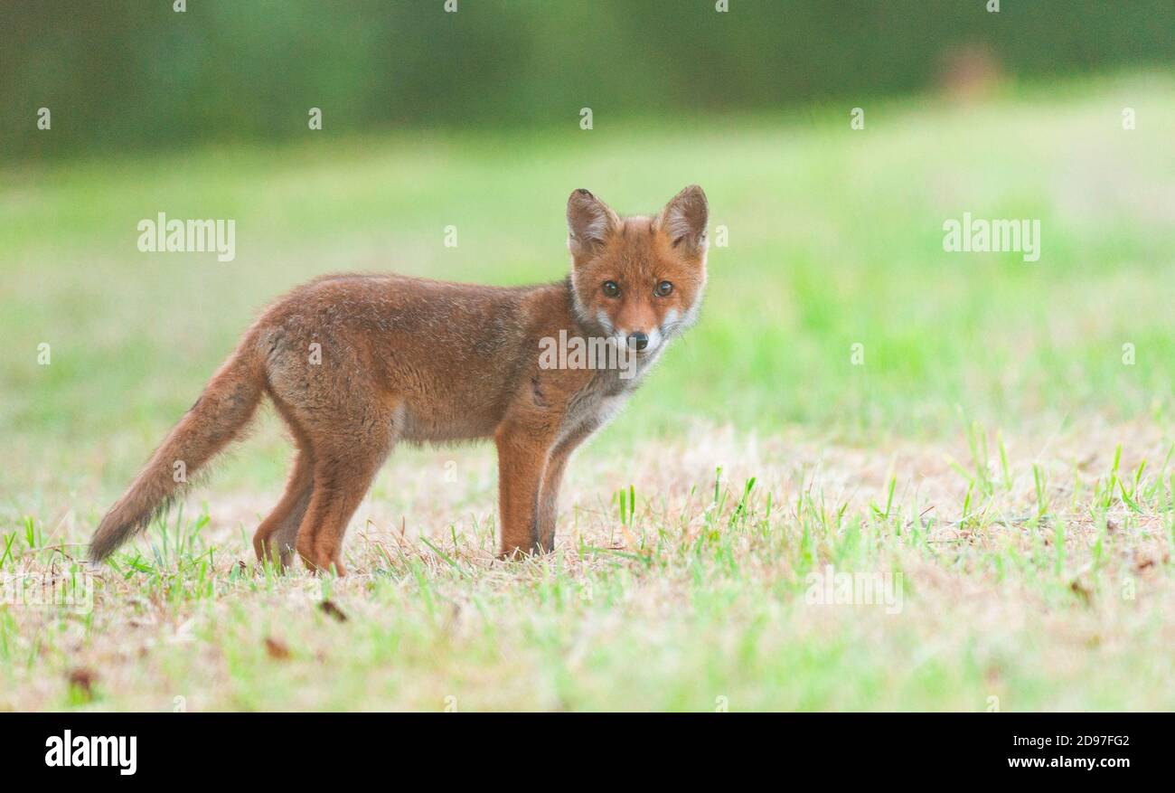 Red fox (Vulpes vulpes), curious young fox in a clearing in countryside ...