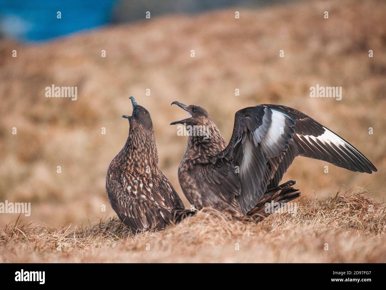 Great skua (Stercorarius skua) couple resting near their nest on the ...