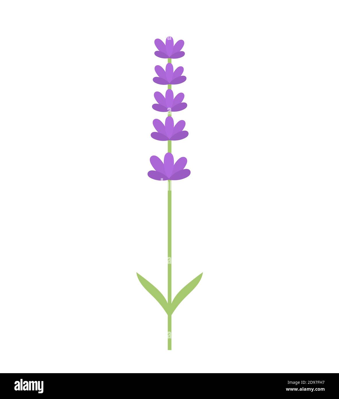 Lavender flower isolated. Vector illustration Stock Vector Image & Art ...