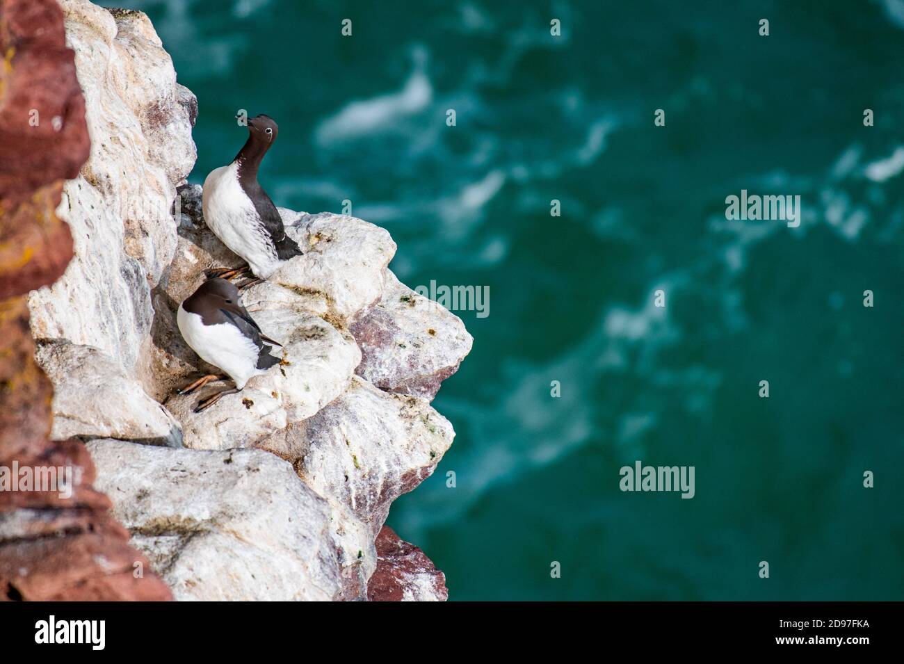 Common Guillemot (Uria aalge) on their cliff top promontory where they ...