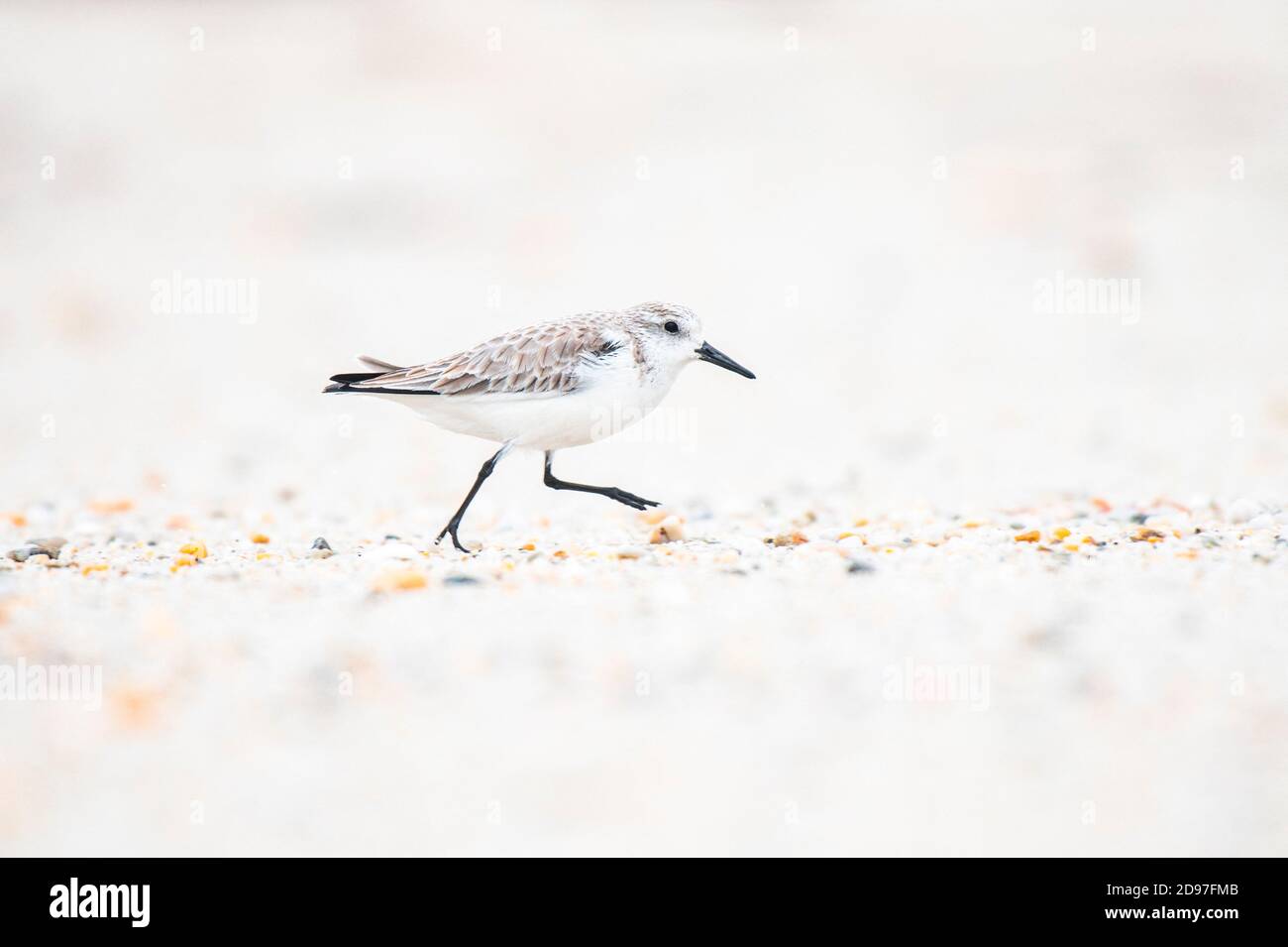 Sanderling (Calidris alba) in winter plumage, running on a beach in ...