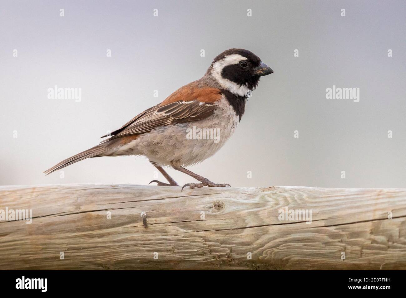 Cape Sparrow (Passer melanurus), side view of an adult male perched on ...