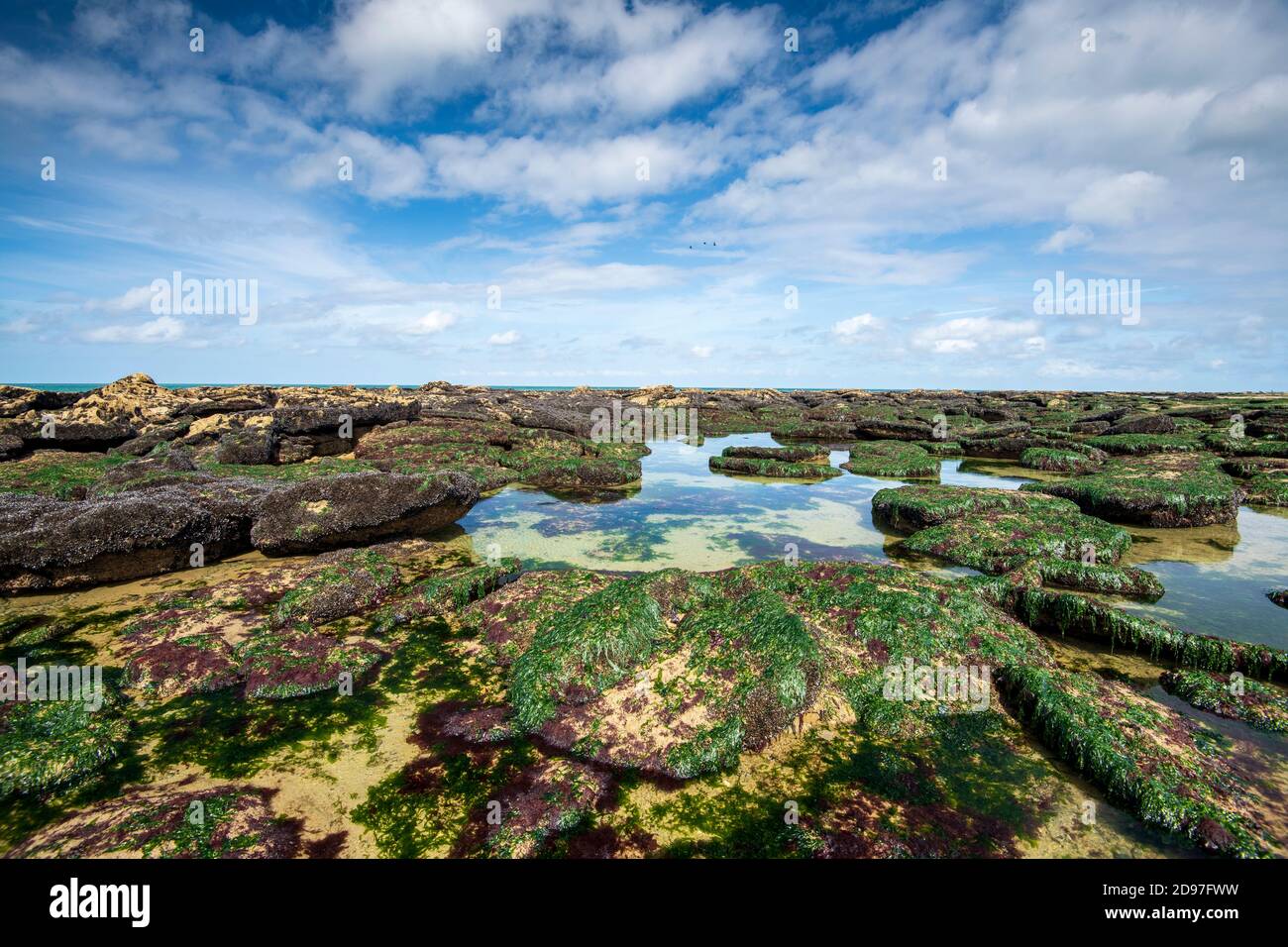 Water seaweed rocks hi-res stock photography and images - Alamy