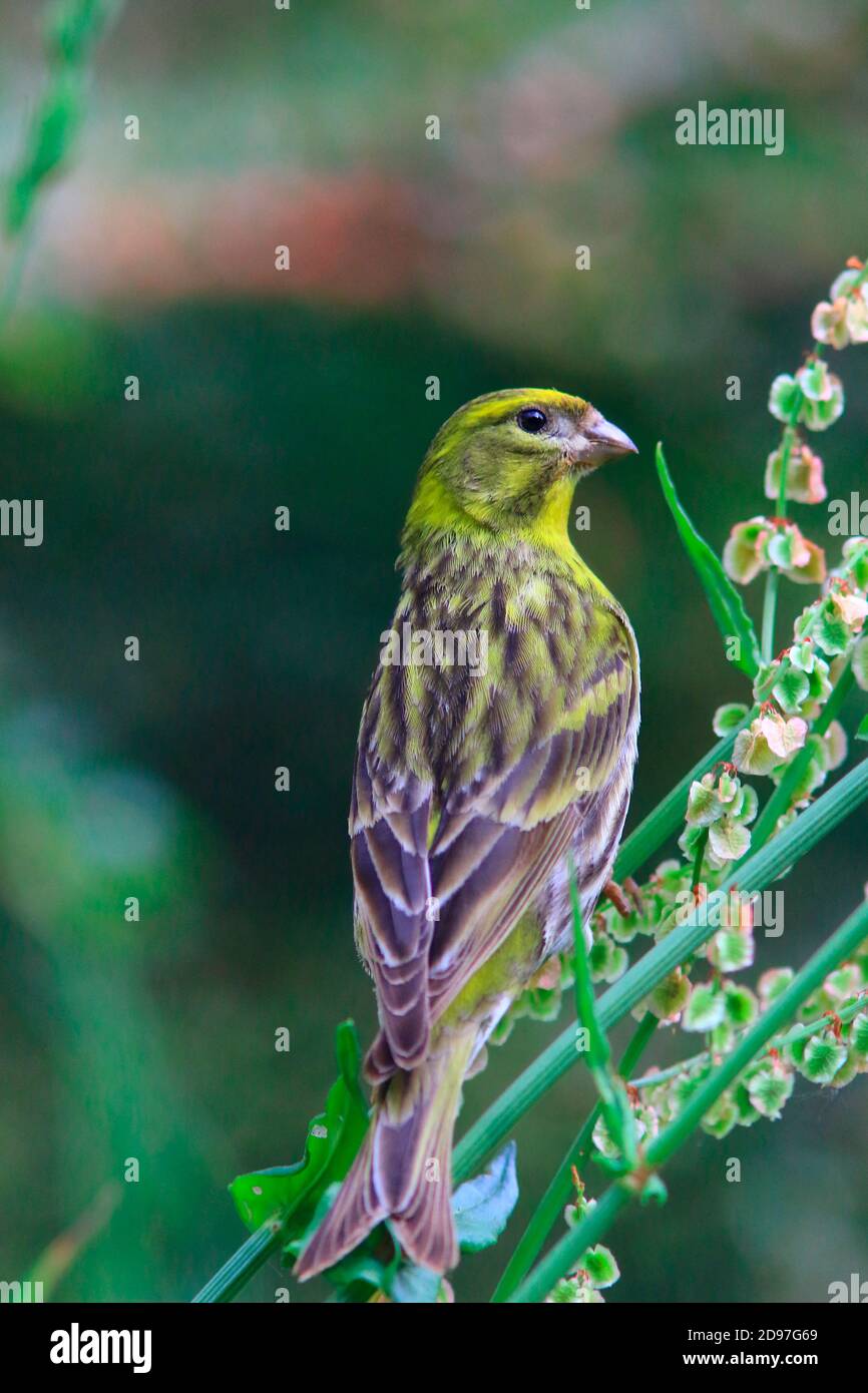 European Serin (Serinus serinus) feeding seeds, France Stock Photo - Alamy