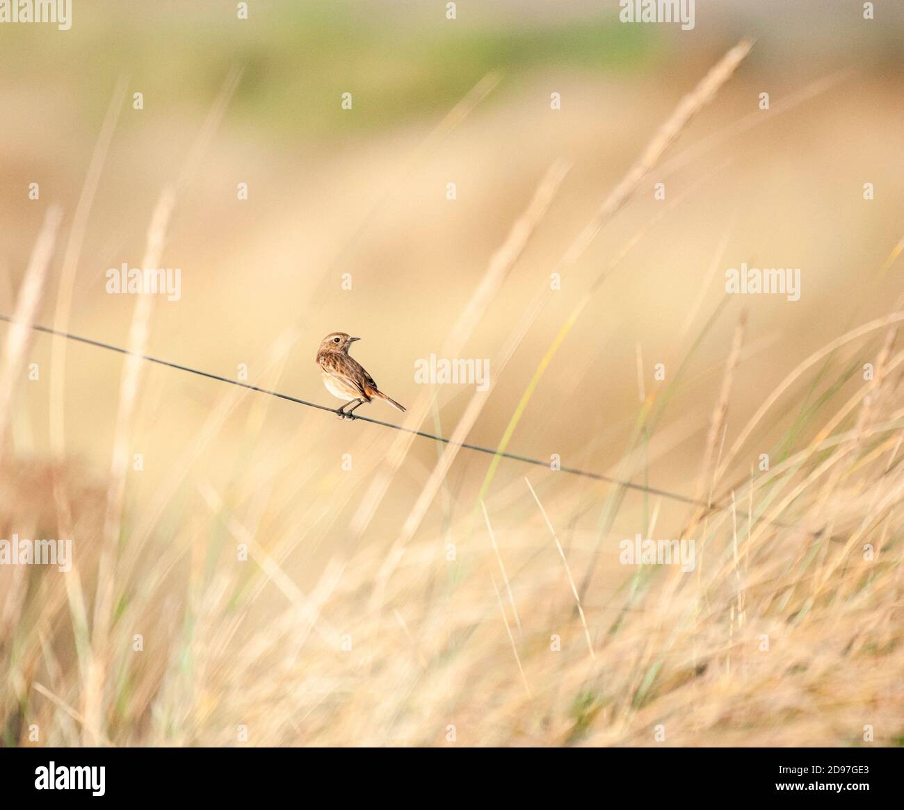 Siberian Stonechat (Saxicola rubicola) female perched in the dunes of ...