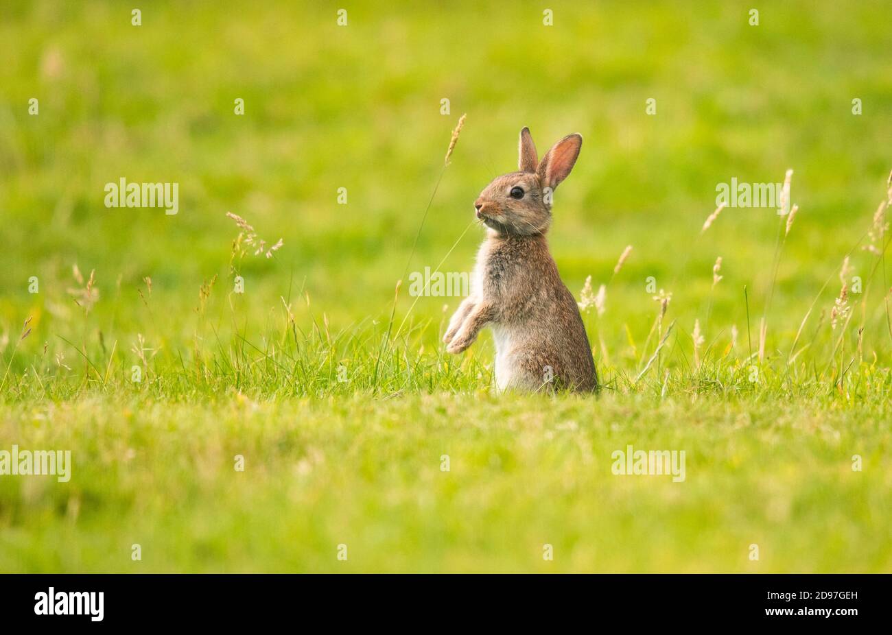 Wild rabbit (Oryctolagus cuniculus), young individual in a meadow in ...