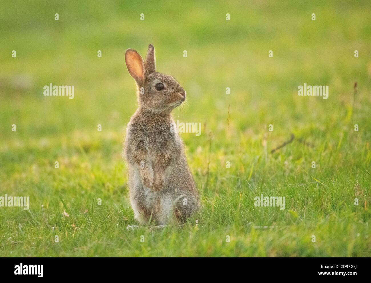 Herbs and rabbits hi-res stock photography and images - Alamy