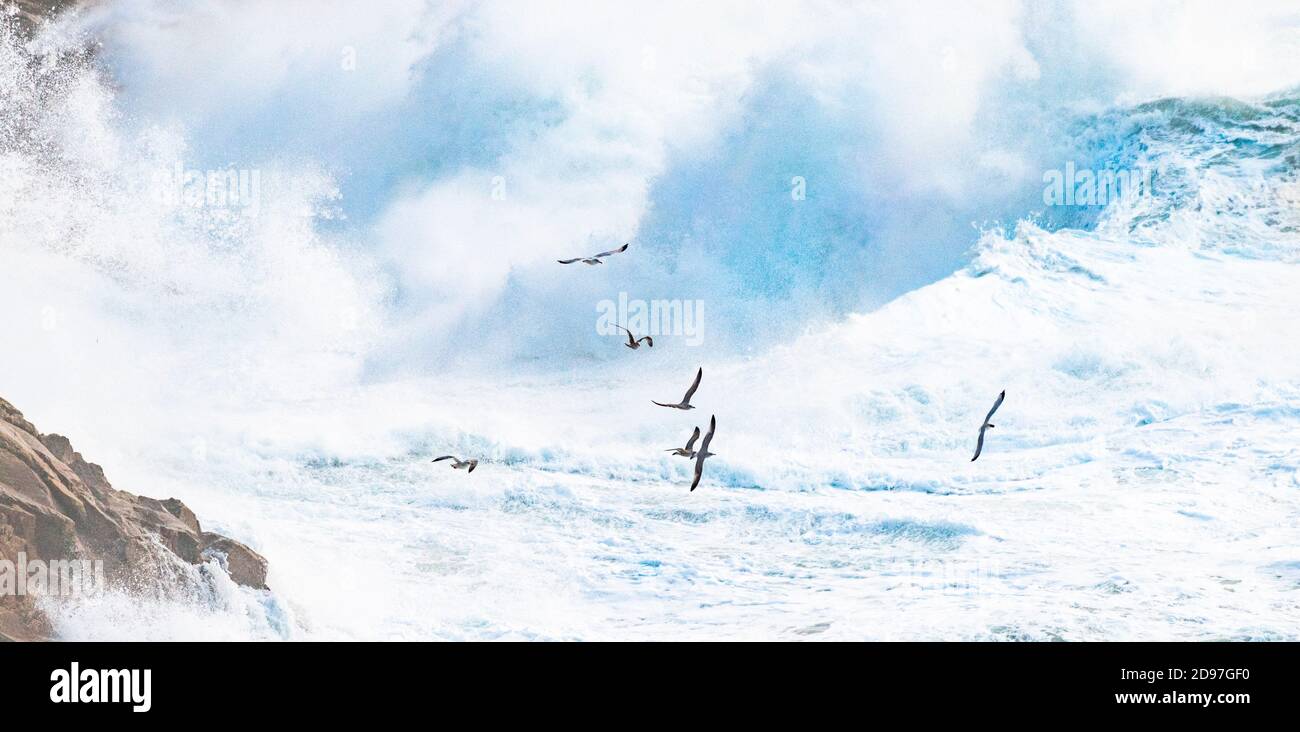 Herring Gull (Larus argentatus ) flying in the waves during a storm on ...
