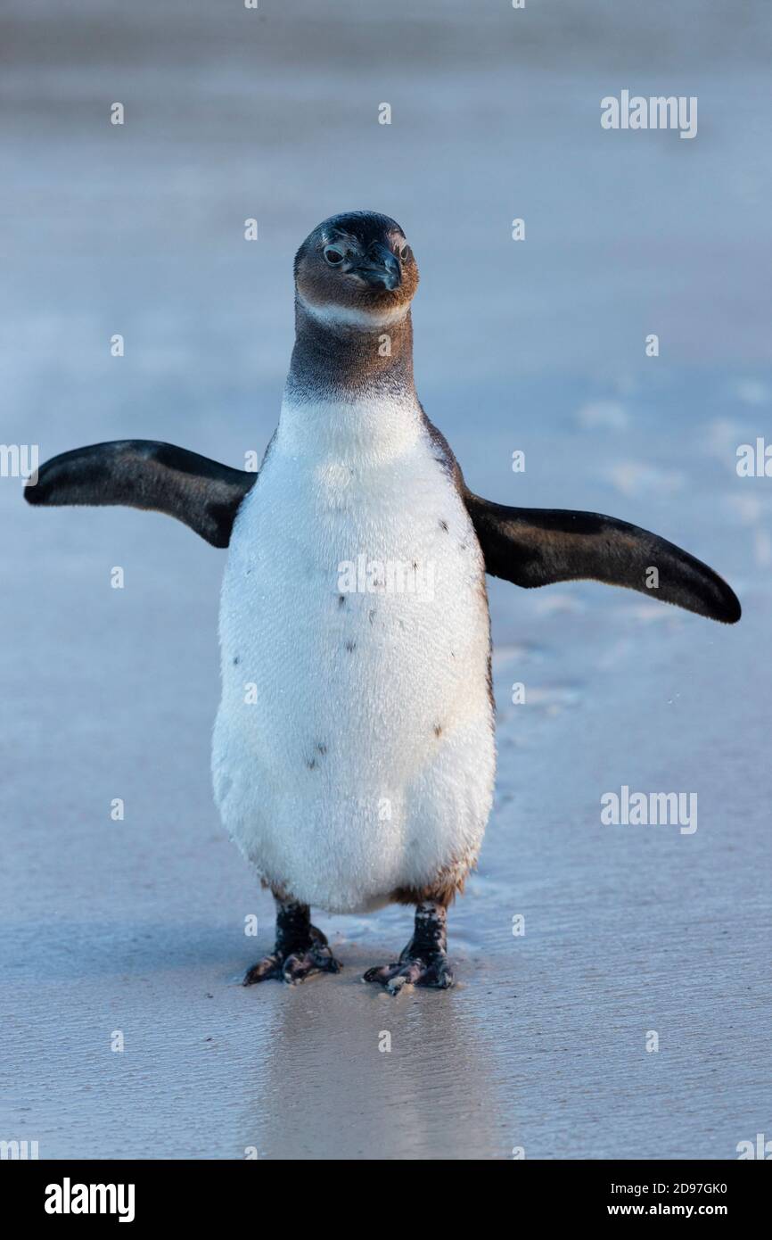 African Penguin (Spheniscus demersus), front view of an immature ...
