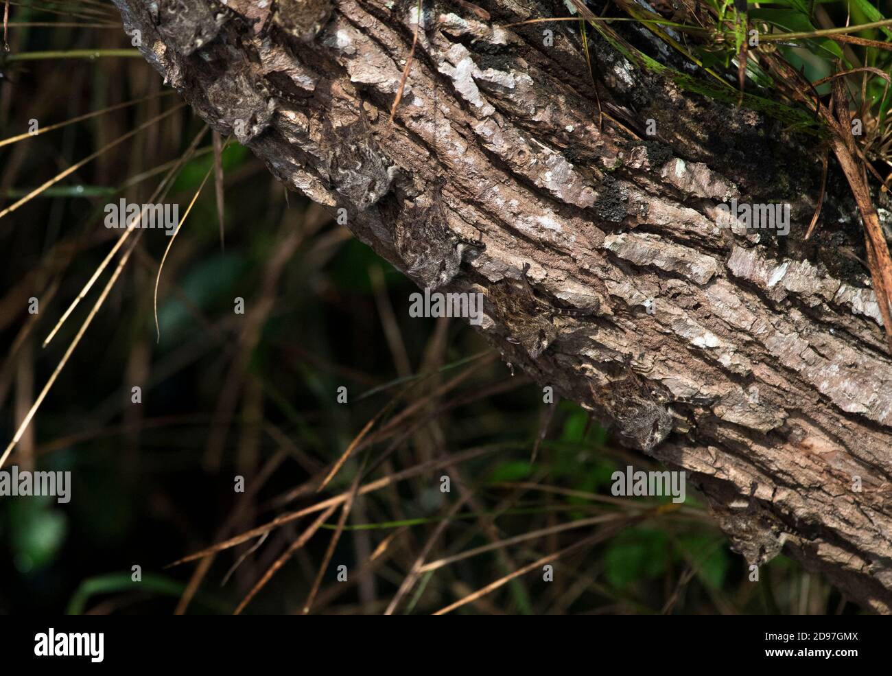 Proboscis Bat (Rhynchonycteris naso) perfectly camouflaged on the trunk ...