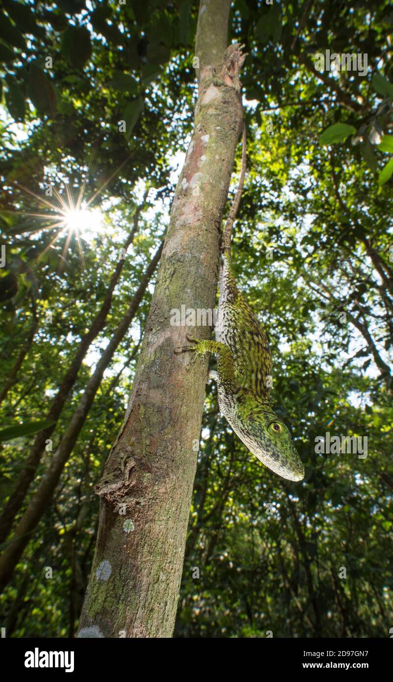 Giant green anole (Anolis biporcatus) on a tree branch, the habitat ...