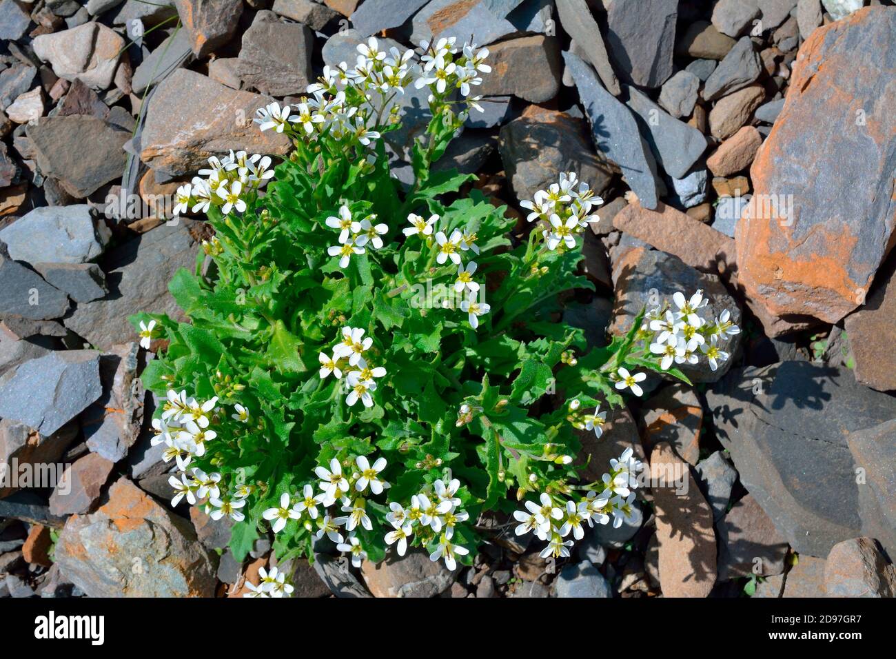 Arabis alpine hi-res stock photography and images - Alamy