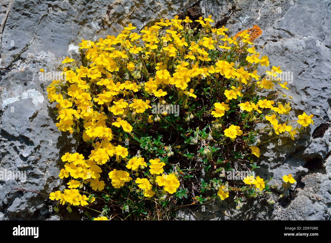 Common Rock-rose (Helianthemum grandiflorum) on alpine grass and ...