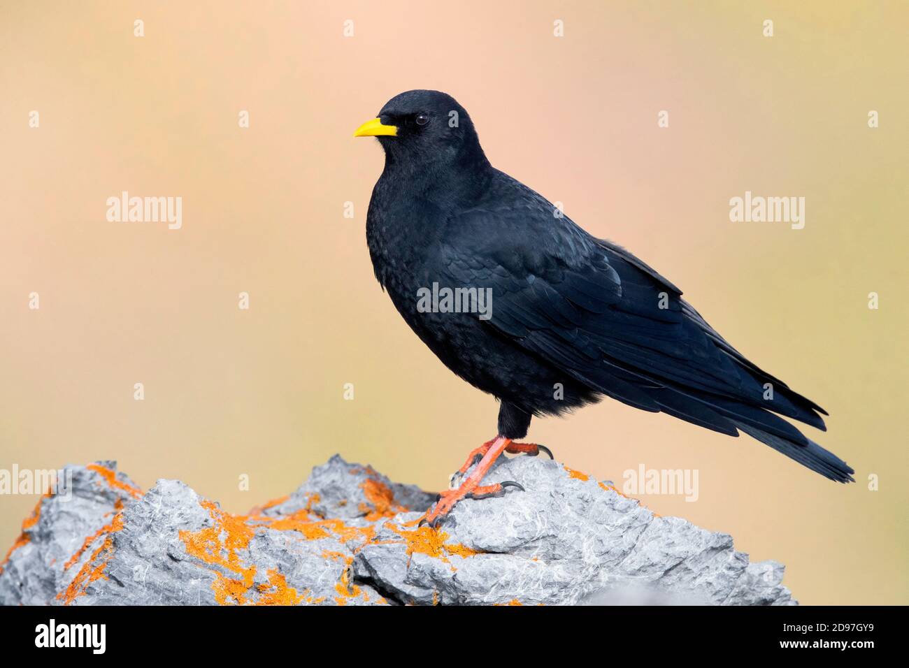 Alpine Chough (Pyrrhocorax graculus), side view of an adult standing on ...