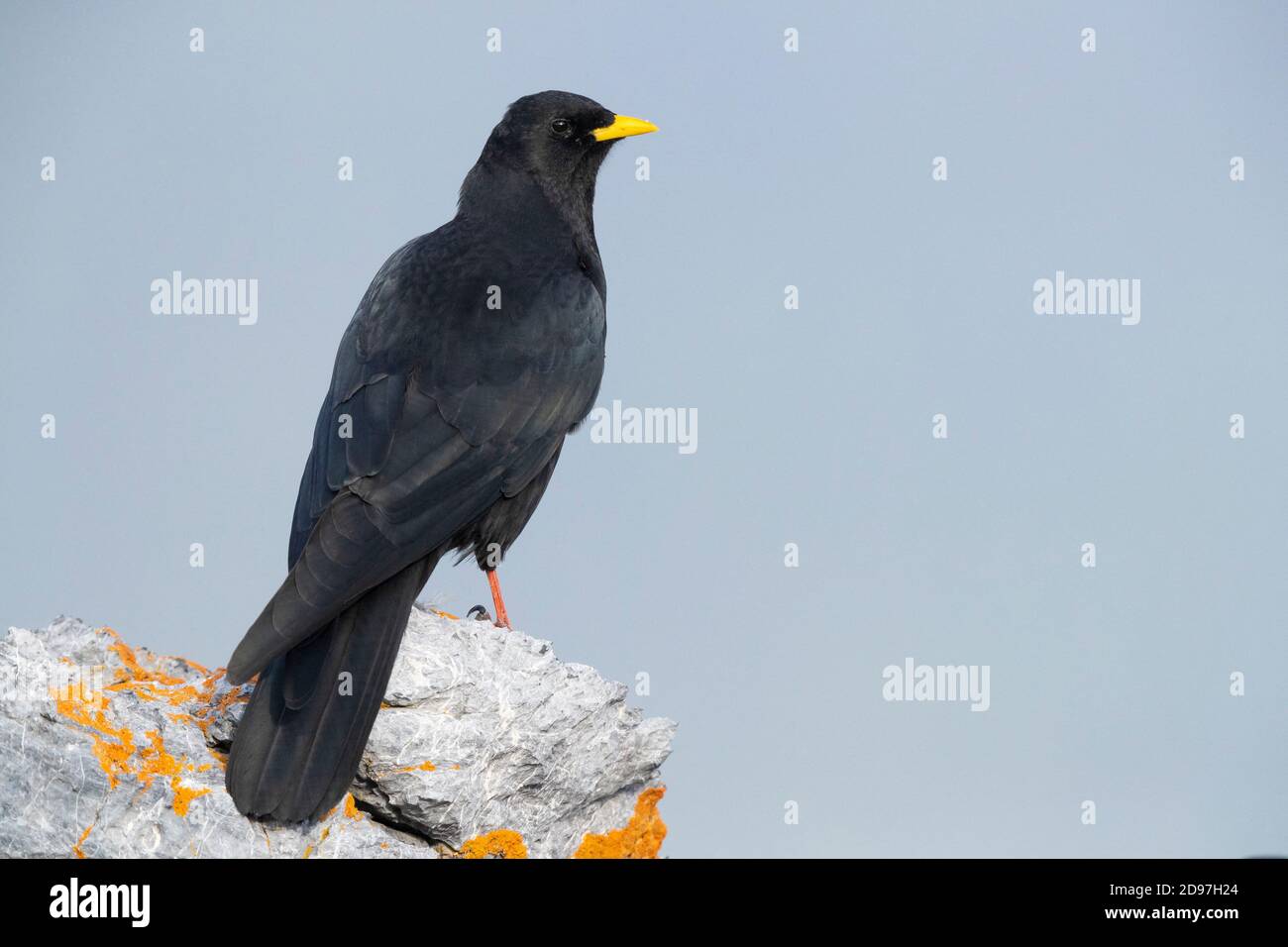 Alpine Chough (Pyrrhocorax graculus), adult standing on a rock ...