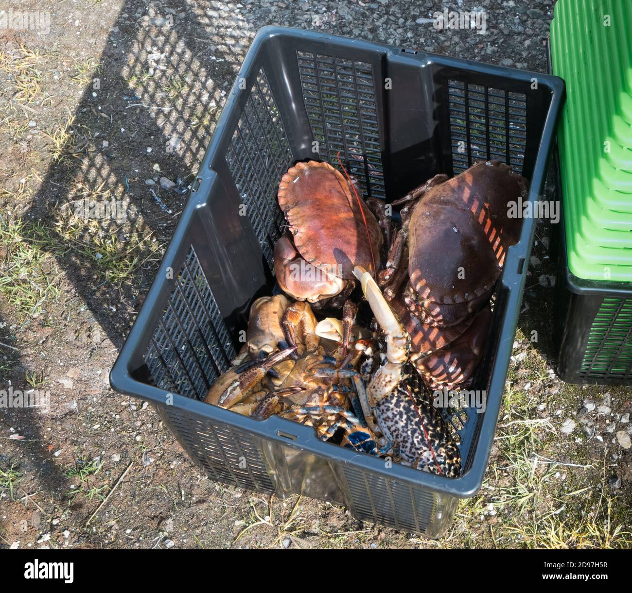 Scottish crab hi-res stock photography and images - Alamy