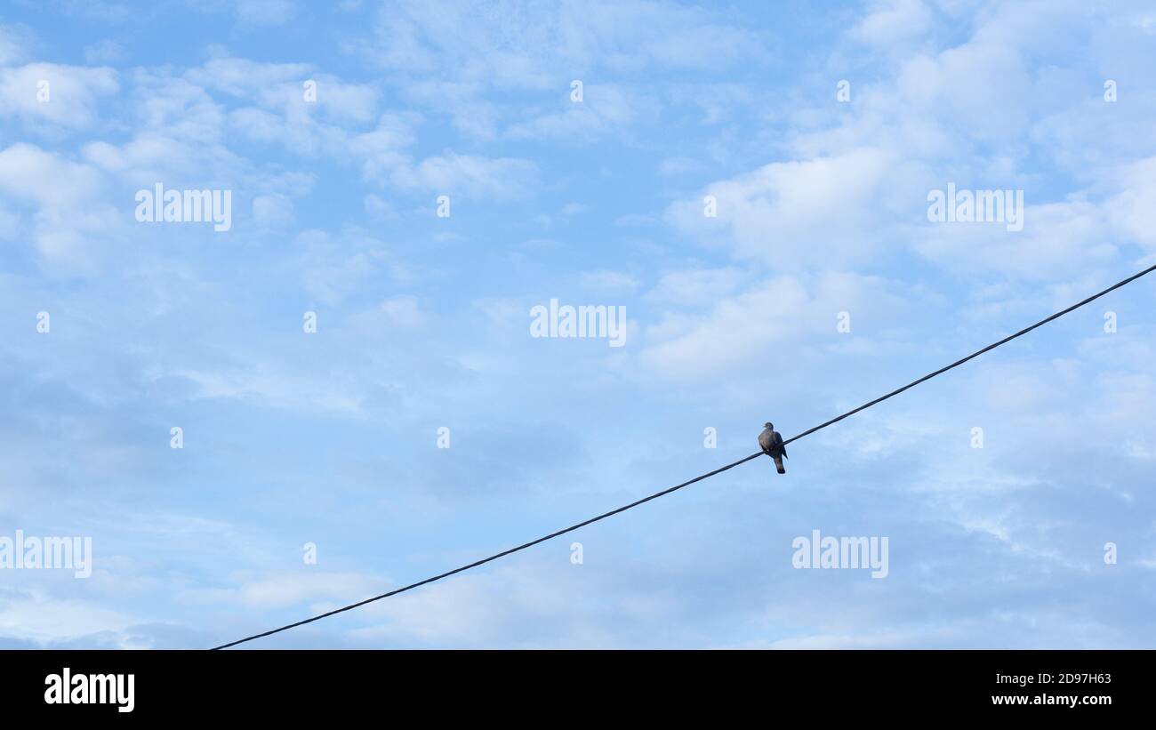 Bird sitting on a line Stock Photo - Alamy