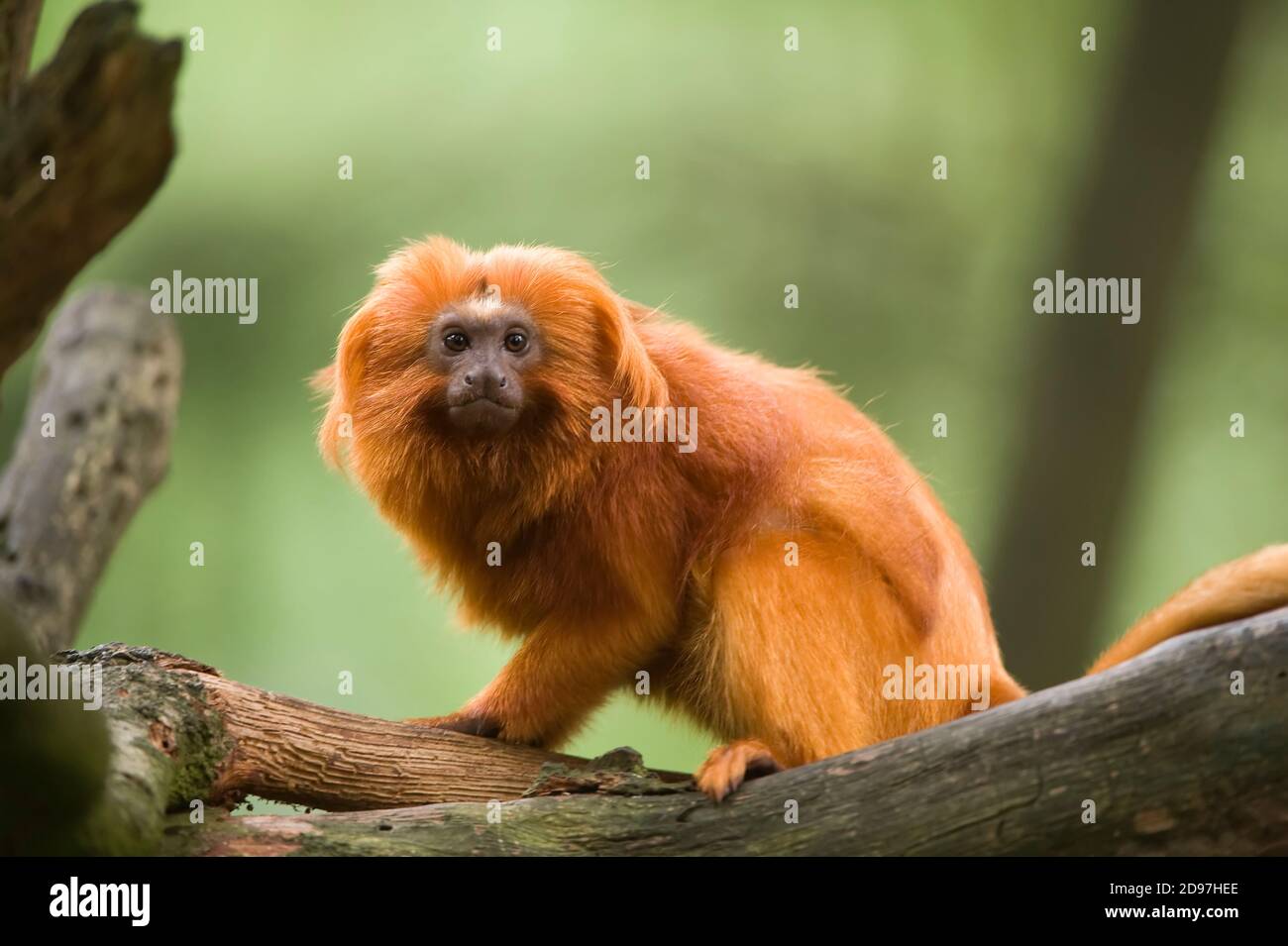 Golden lion tamarin hi-res stock photography and images - Alamy