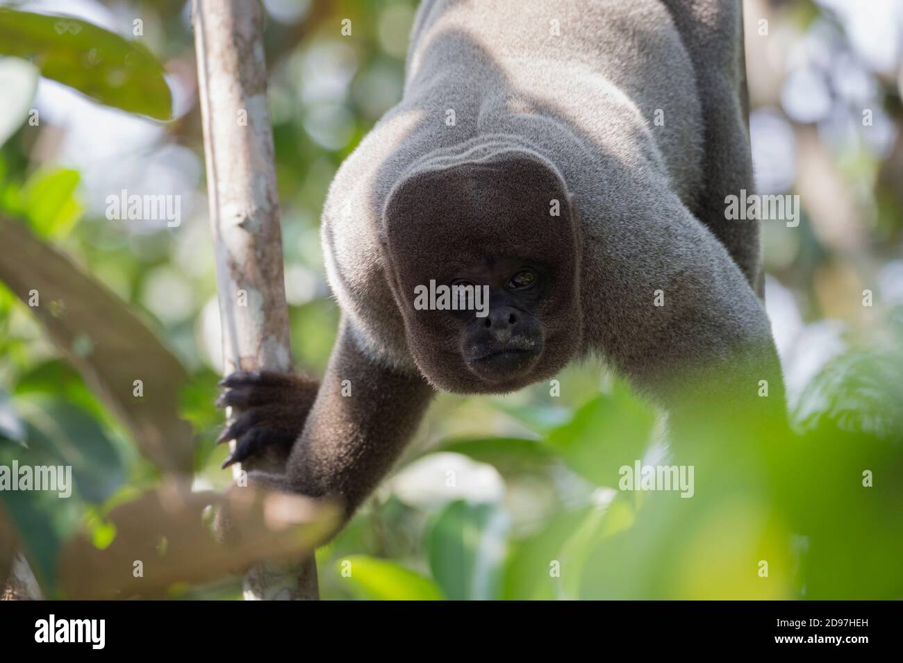 Brown woolly monkey also known as common woolly monkey or Humboldt's ...