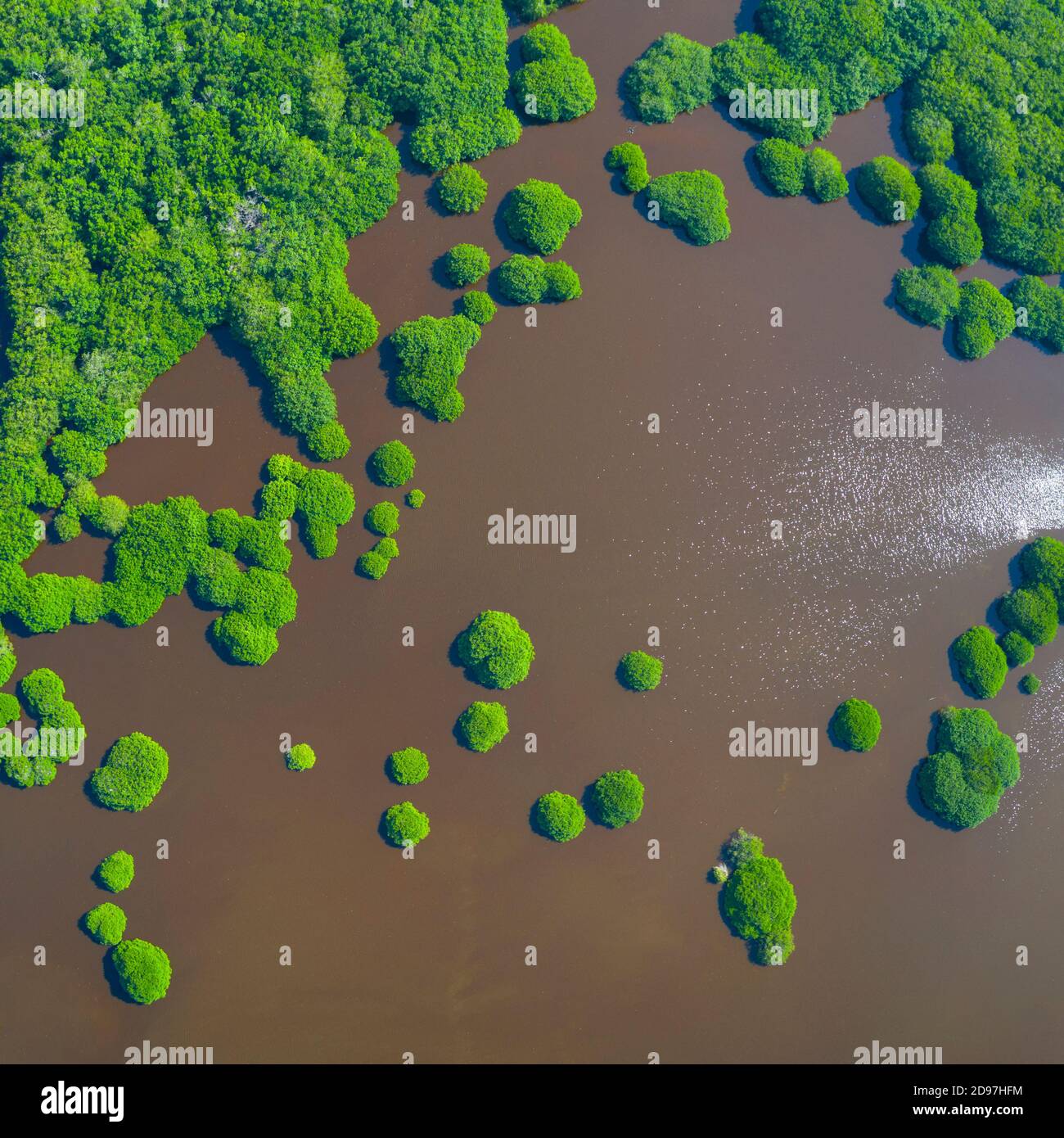 Mangrove, La Tovara National Park, Ramsar Site, Wetlands of ...