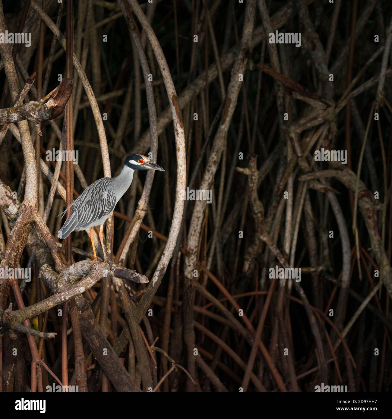 Yellow-crowned night heron (Nyctanassa violacea), GARZA NOCTURNA CORONA ...