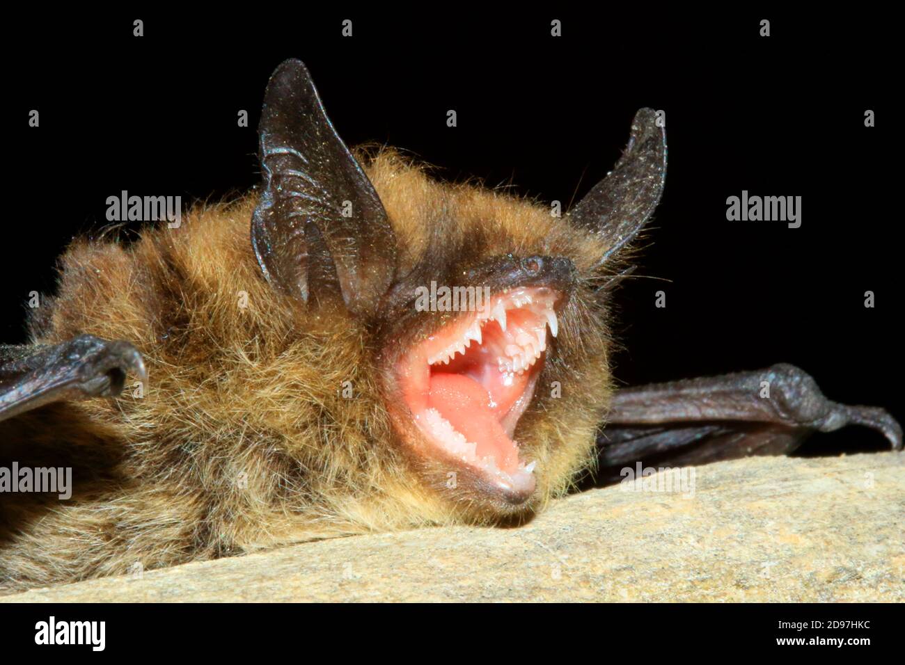 Whiskered Bat (Myotis mystacinus) portrait, France Stock Photo - Alamy