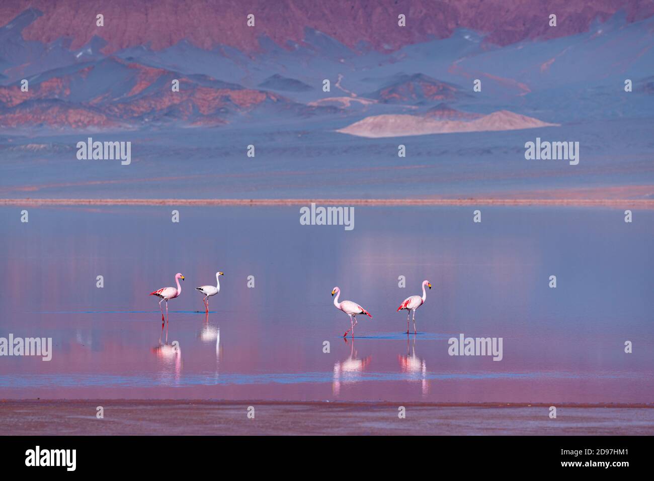 FLAMENCO DE JAMES, PARINA CHICA, Phoenicoparrus jamesi, Laguna Carachi ...