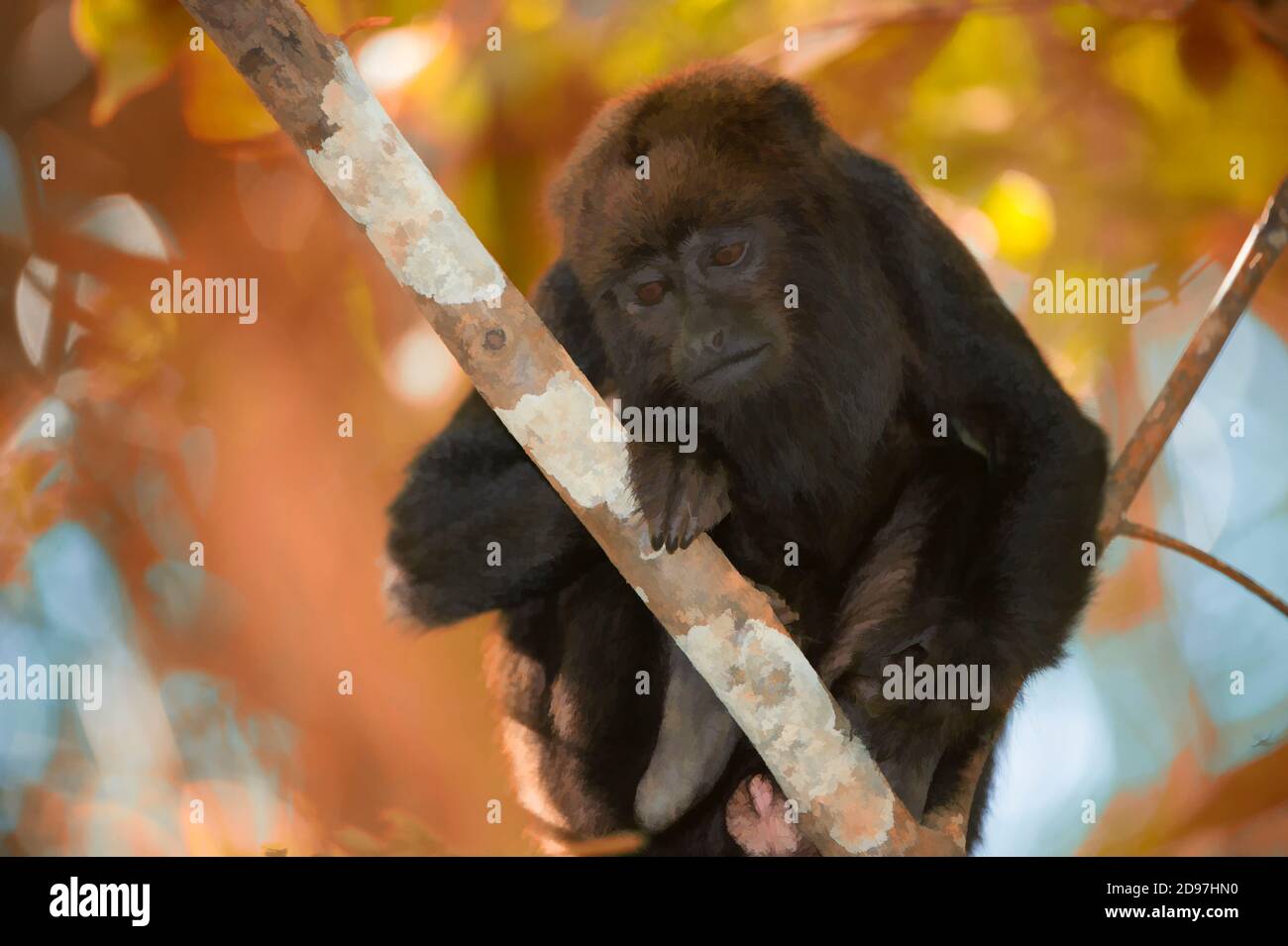 Southern Brown Howler Monkey (Alouatta guariba clamitans), Caratinga ...