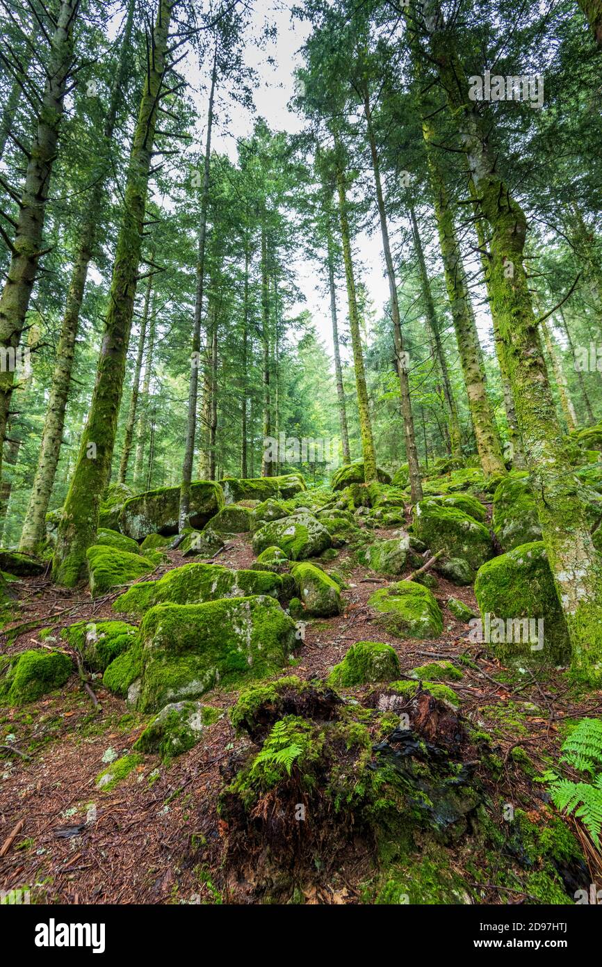 Flora undergrowth hi-res stock photography and images - Alamy