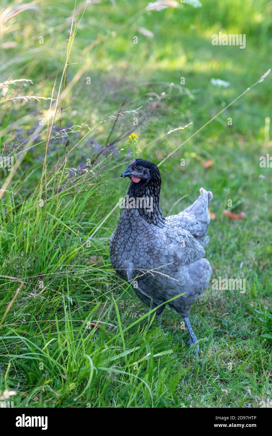 Young hen Blanc Bleu France (BBF) in a garden in summer, Vosges, France ...