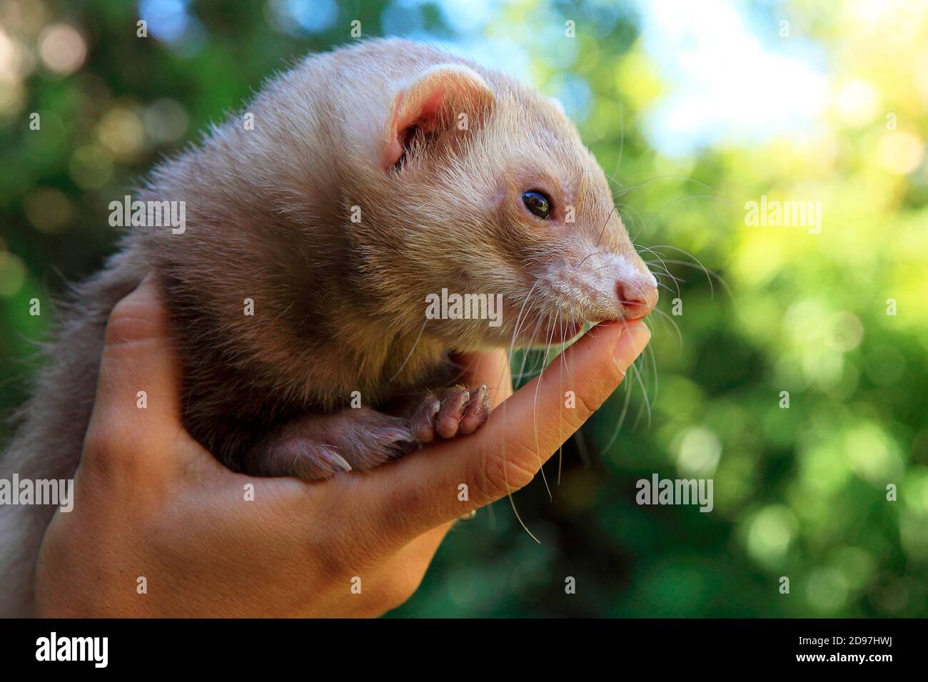 Holding pet ferret hi-res stock photography and images - Alamy
