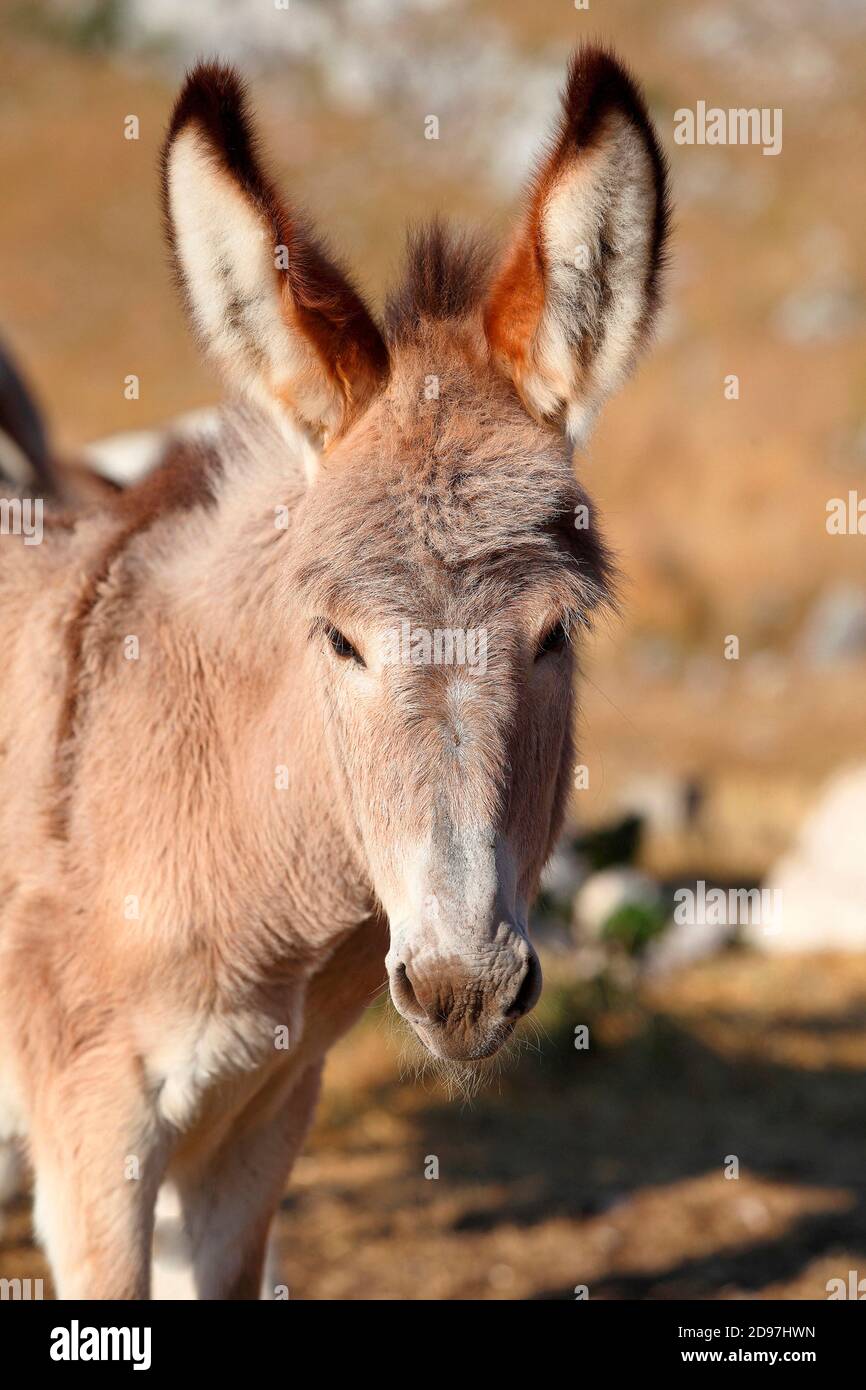 Provence donkey, portrait, Vaucluse, France Stock Photo - Alamy