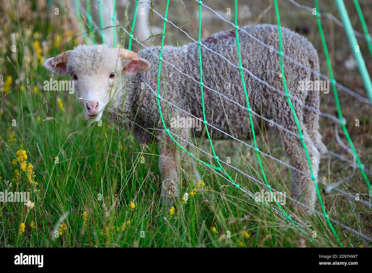 Sheep barrier hi-res stock photography and images - Alamy