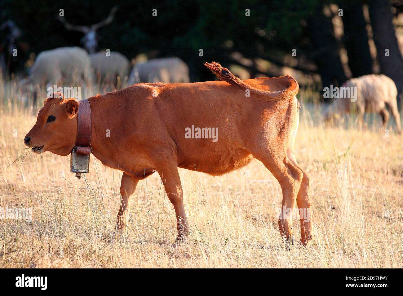 Tarentaise cow in the meadow, Vaucluse, France Stock Photo - Alamy