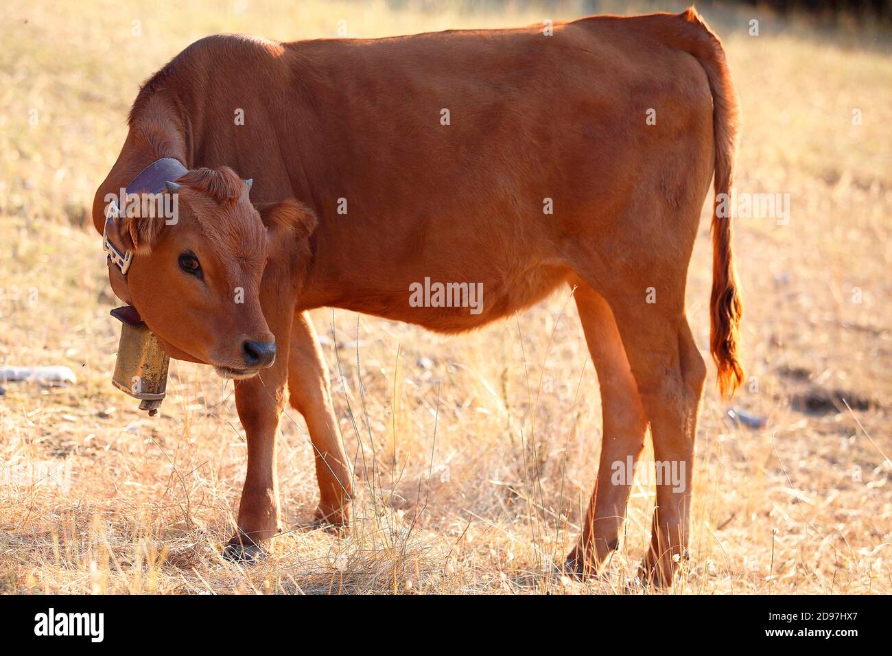 Tarentaise cow in the meadow, Vaucluse, France Stock Photo - Alamy