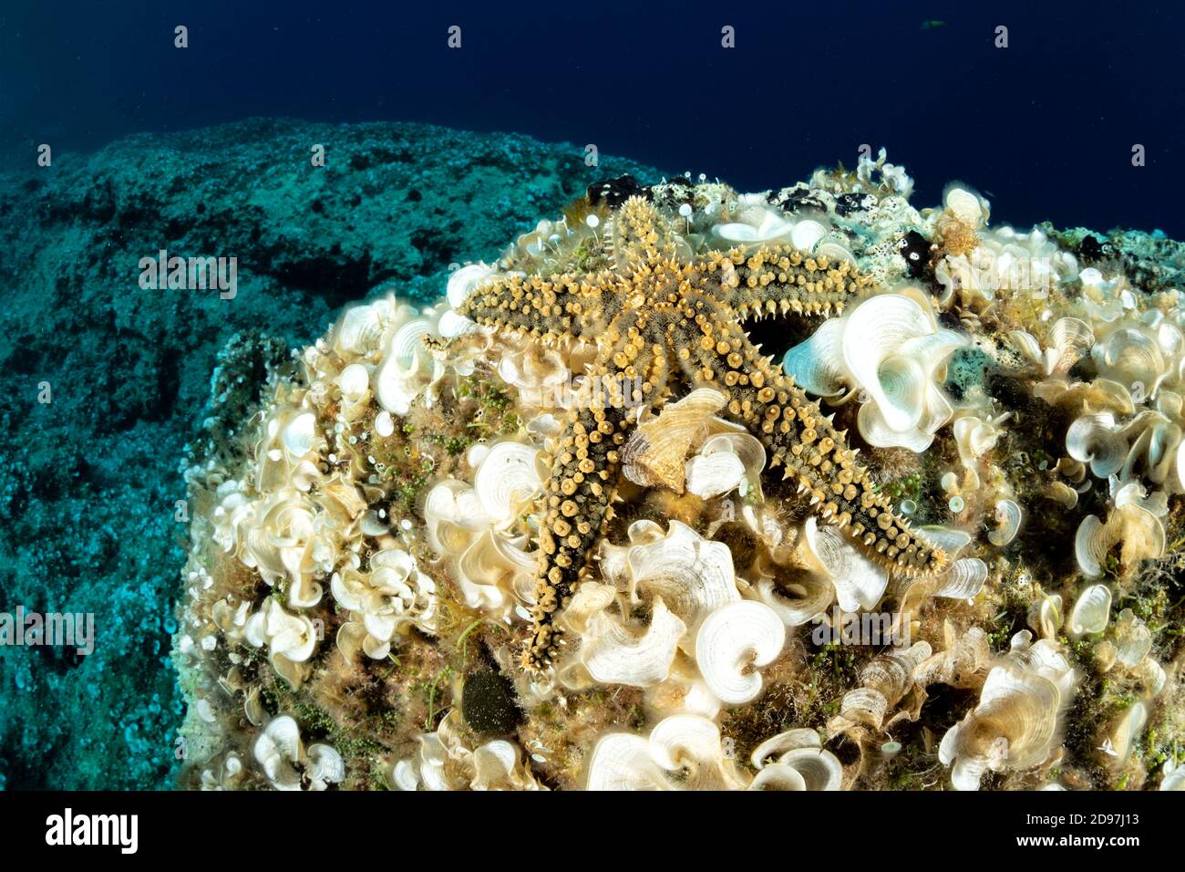 Spiny starfish, (Marthasterias glacialis), Vis Island, Croatia ...