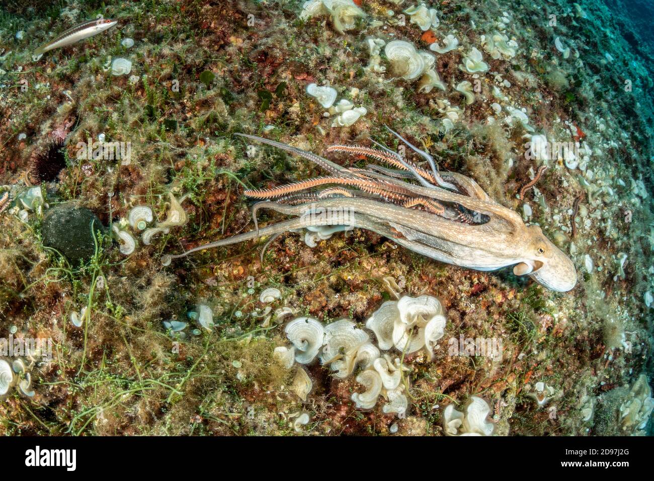 Octopus top views hi-res stock photography and images - Alamy