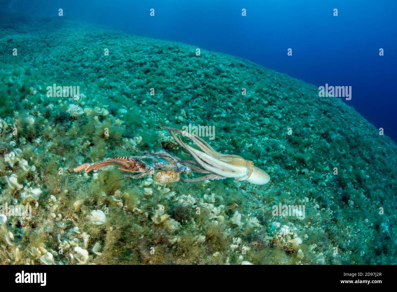 Big Octopus, (Octopus vulgaris), take away a small octopus attacked by ...