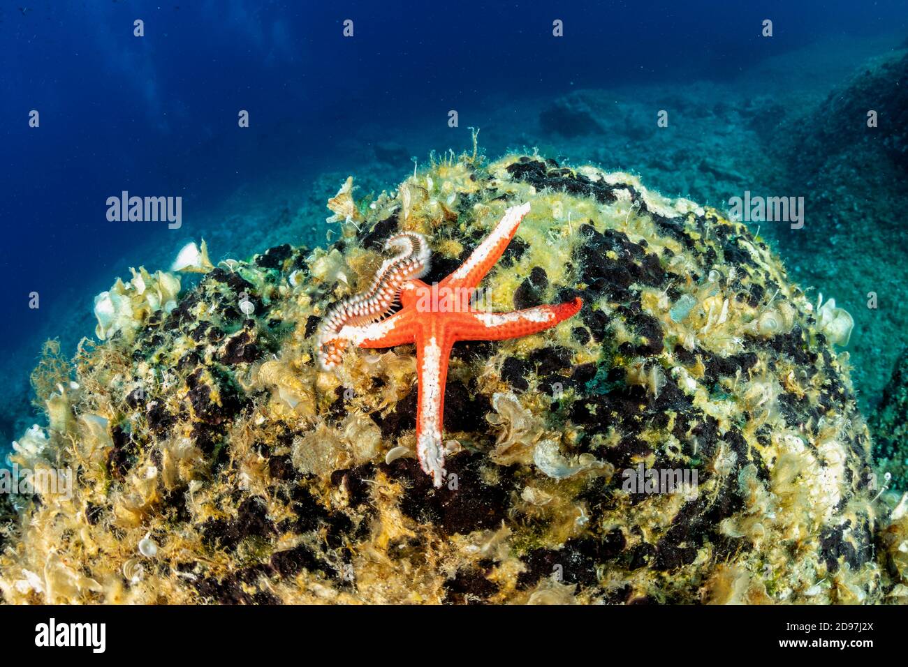 Sea star, (Hacelia attenuata) eating by bearded fireworm, (Hermodice ...