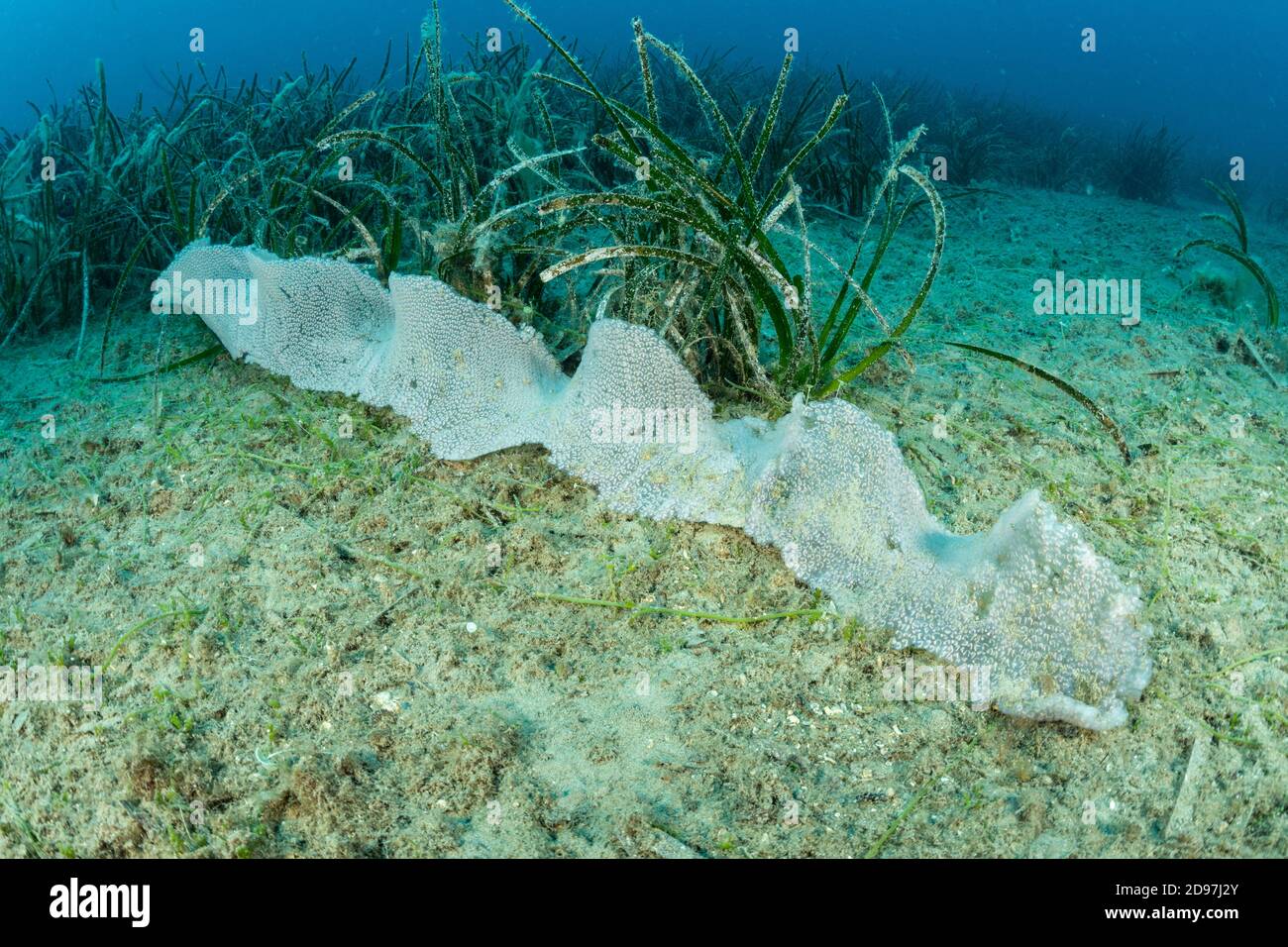 Eggs of Giant tun (Tonna galea) is a species of marine gastropod ...