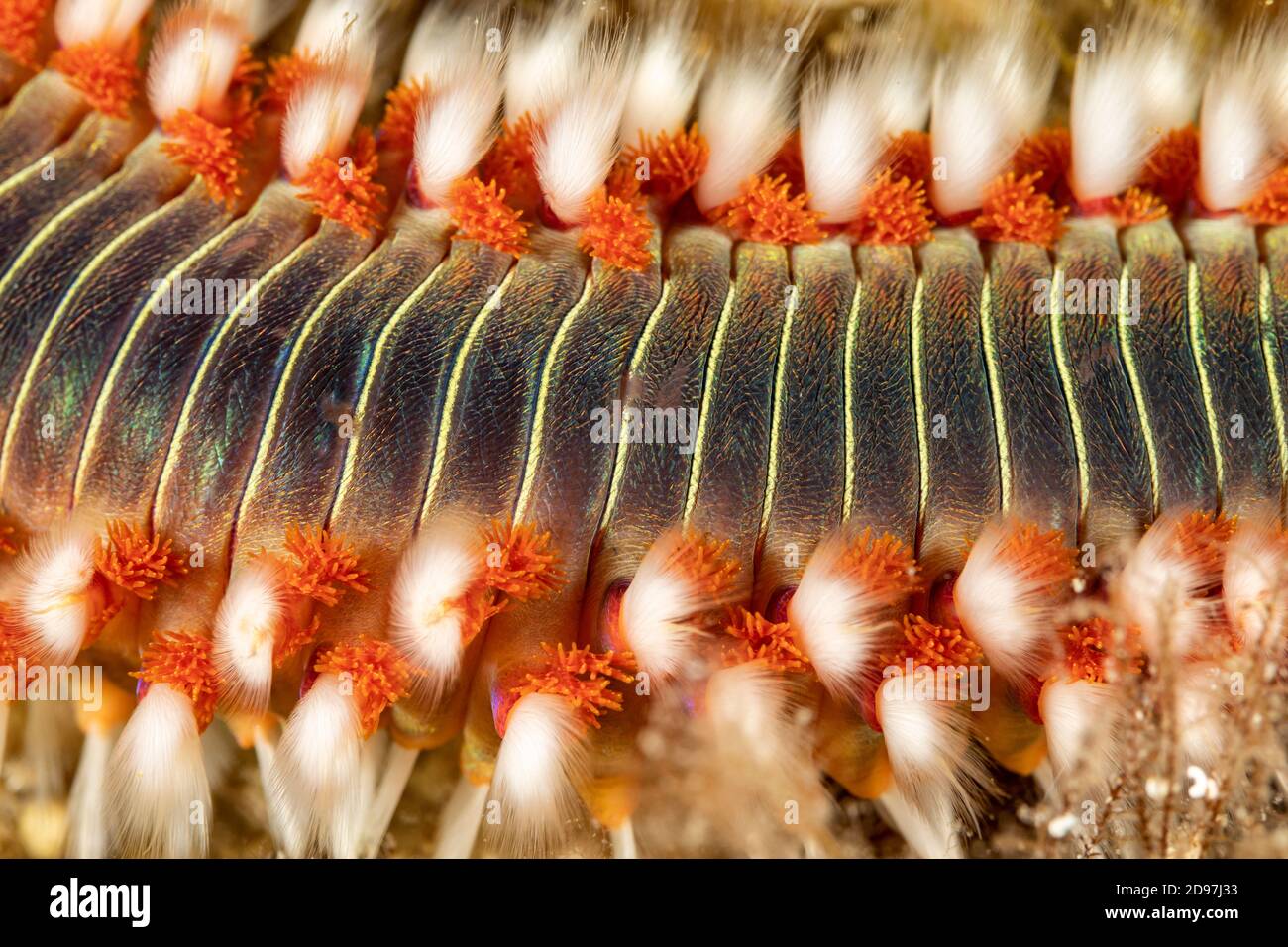 Bearded fireworm hermodice carunculata hi-res stock photography and ...