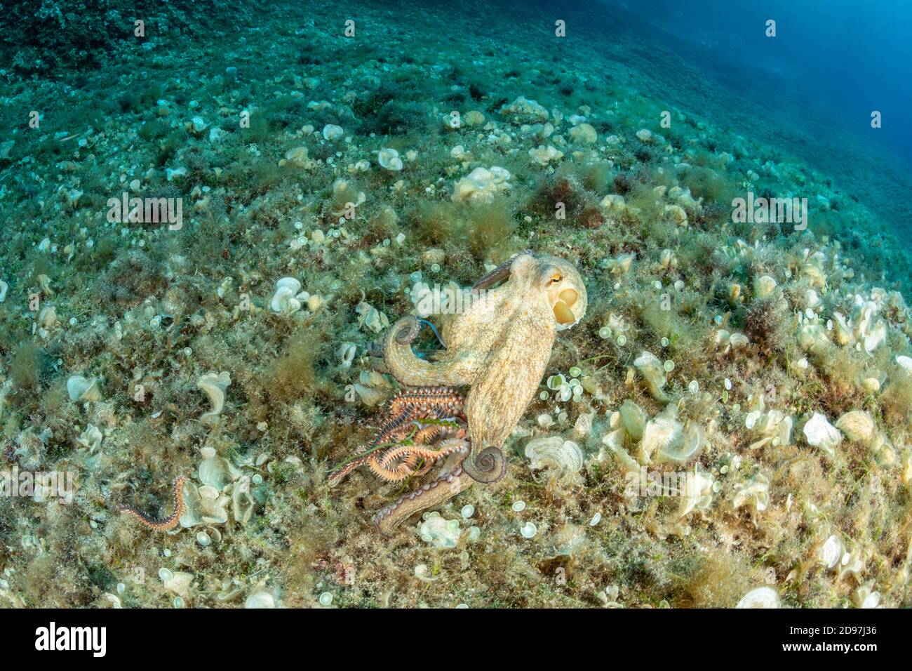Octopus top views hi-res stock photography and images - Alamy