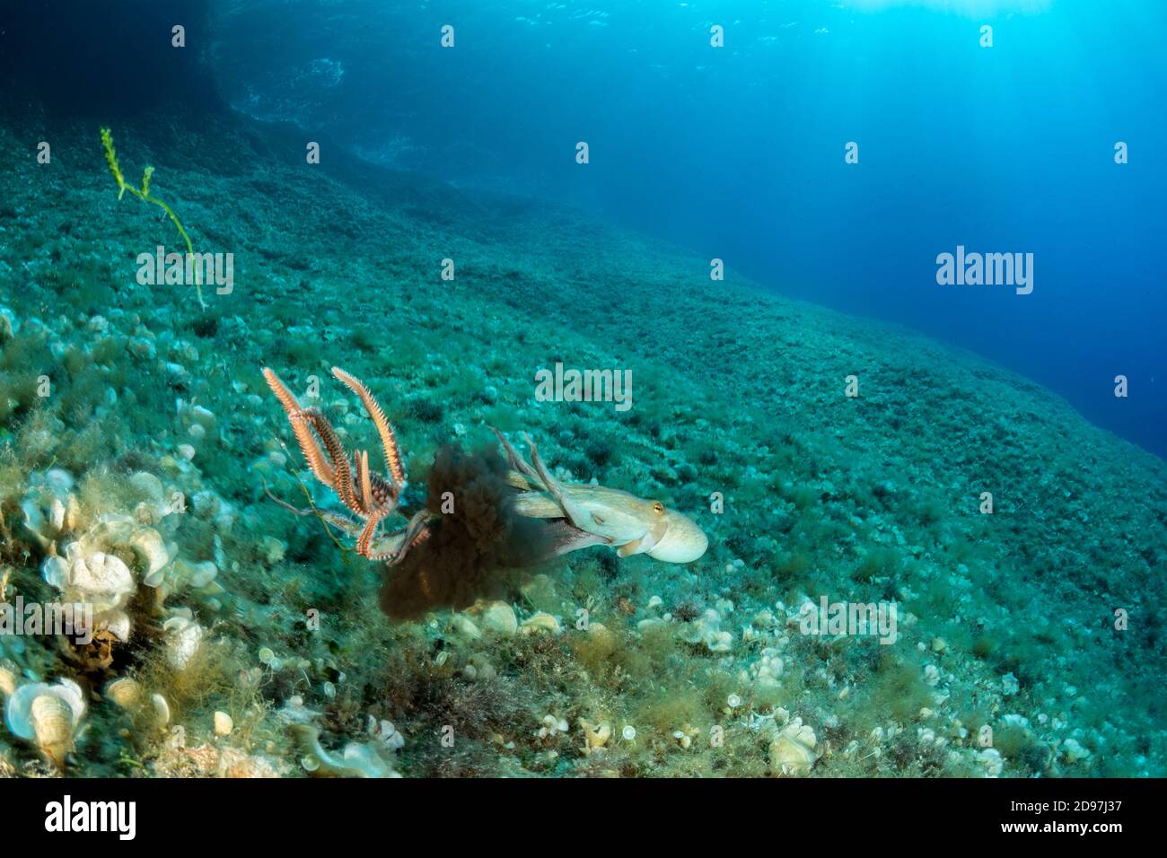 Big Octopus, (Octopus vulgaris), splashing a cloud of ink and swim away ...