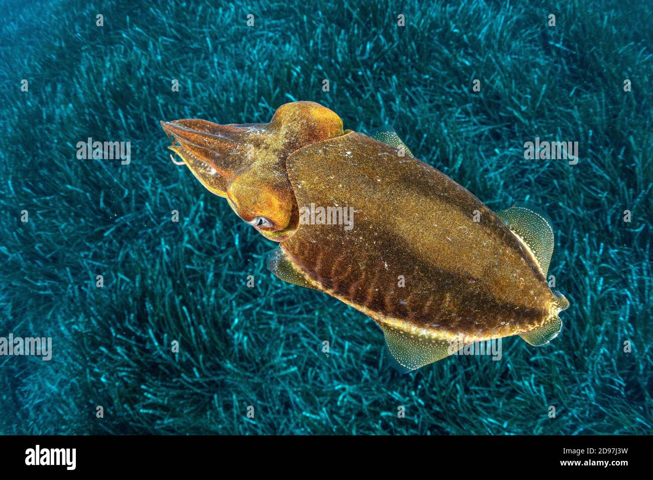 Common Cuttlefish, (Sepia officinalis), in shallow water in front ...