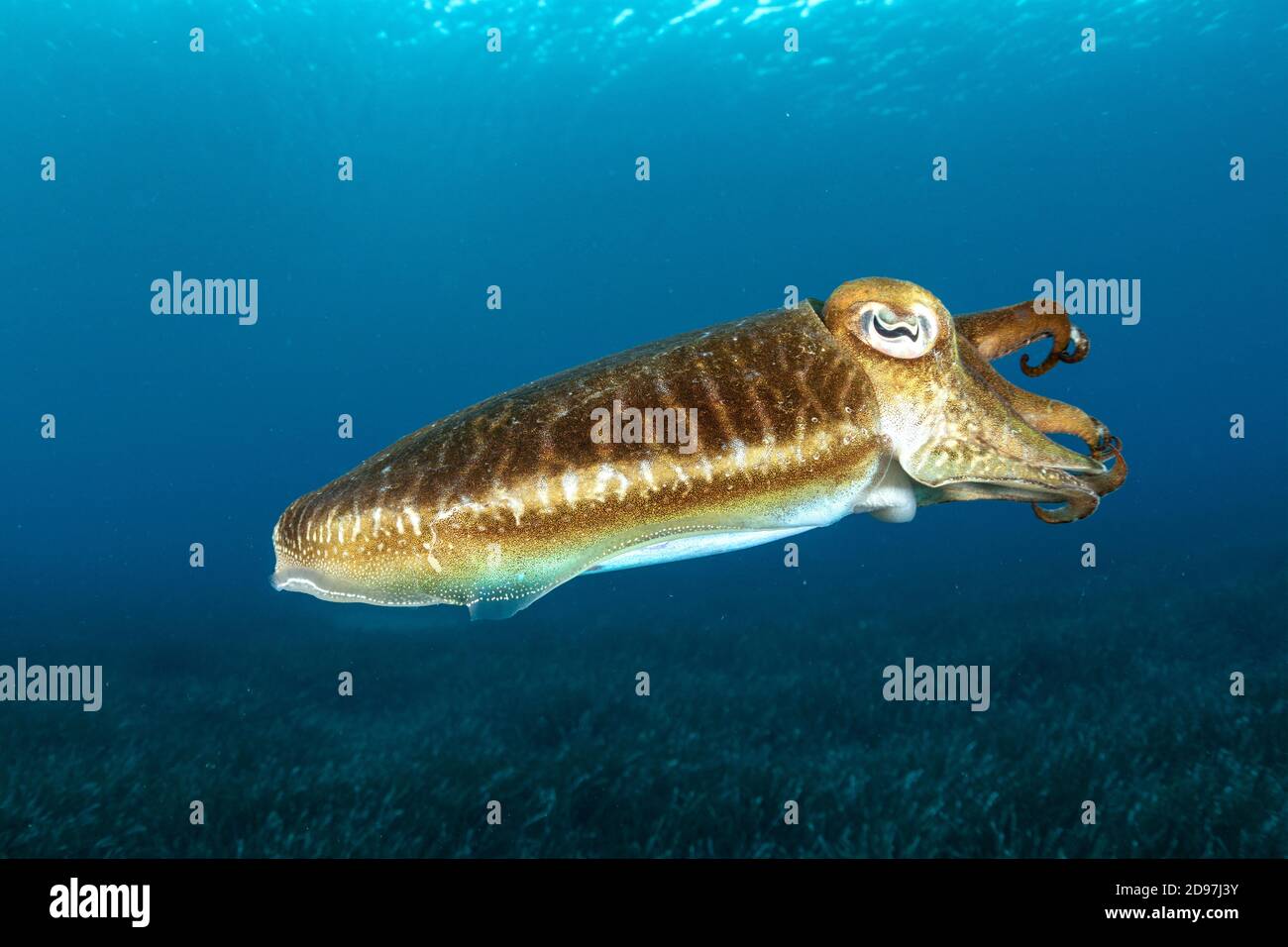 Common Cuttlefish, (Sepia officinalis), in shallow water in front ...