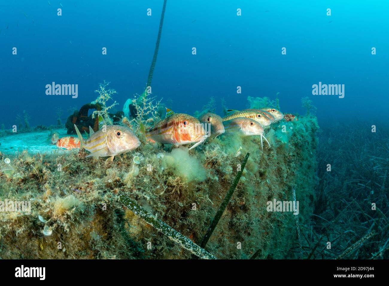 Group striped mullet mullus surmuletus hi-res stock photography and ...