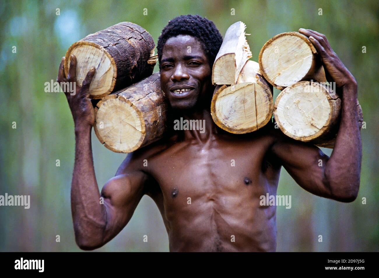 Malawi: Log merchants cut firewood and take them on their bicycles to ...