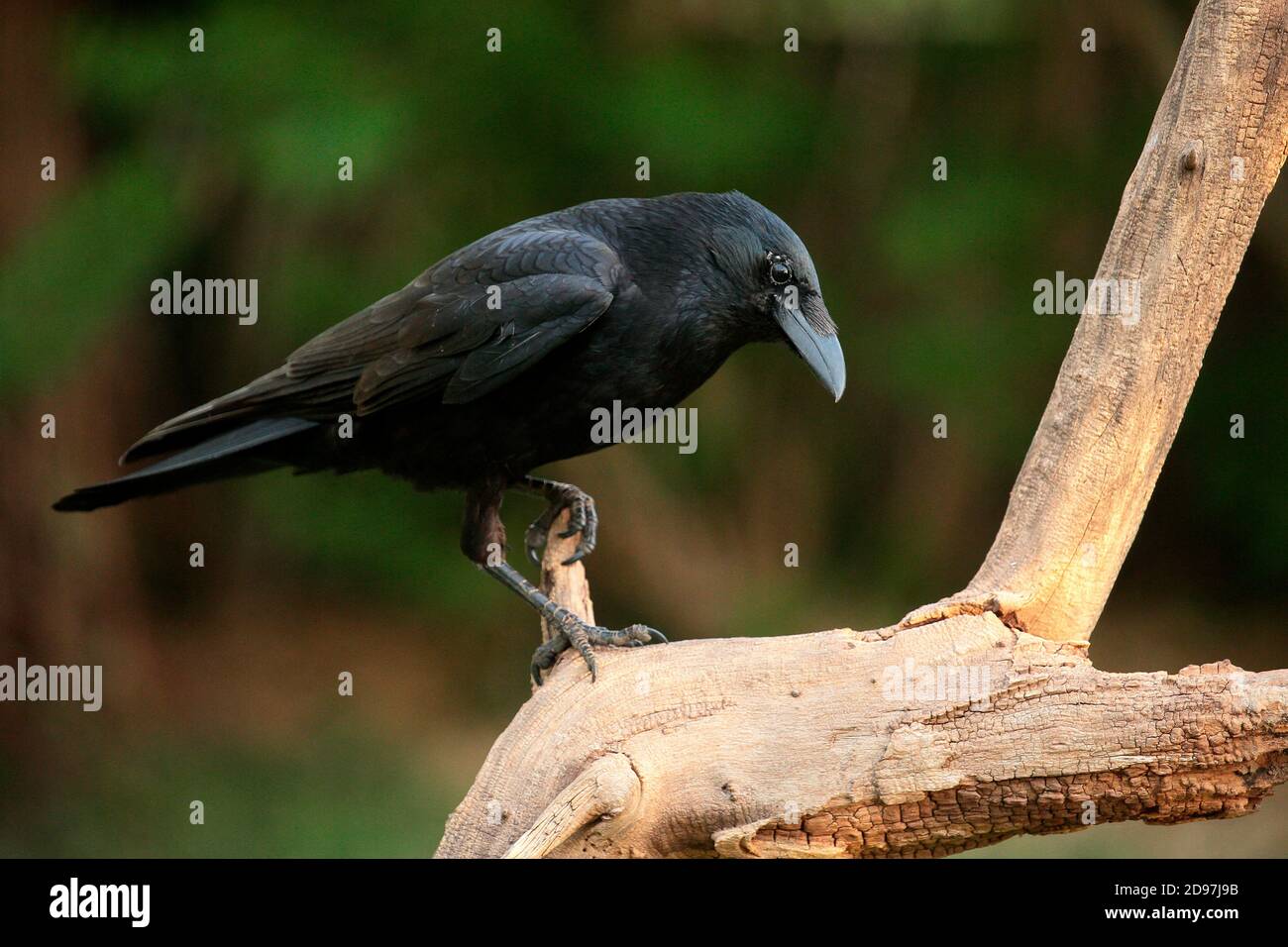 Carrion crow (Corvus corone) on a dead tree, Alsace, France Stock Photo ...