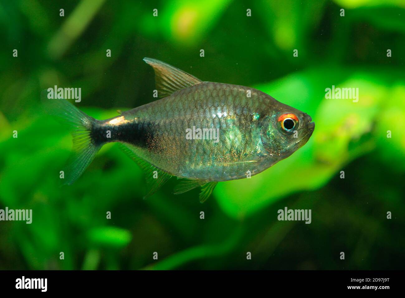 Hemigrammus hi-res stock photography and images - Alamy