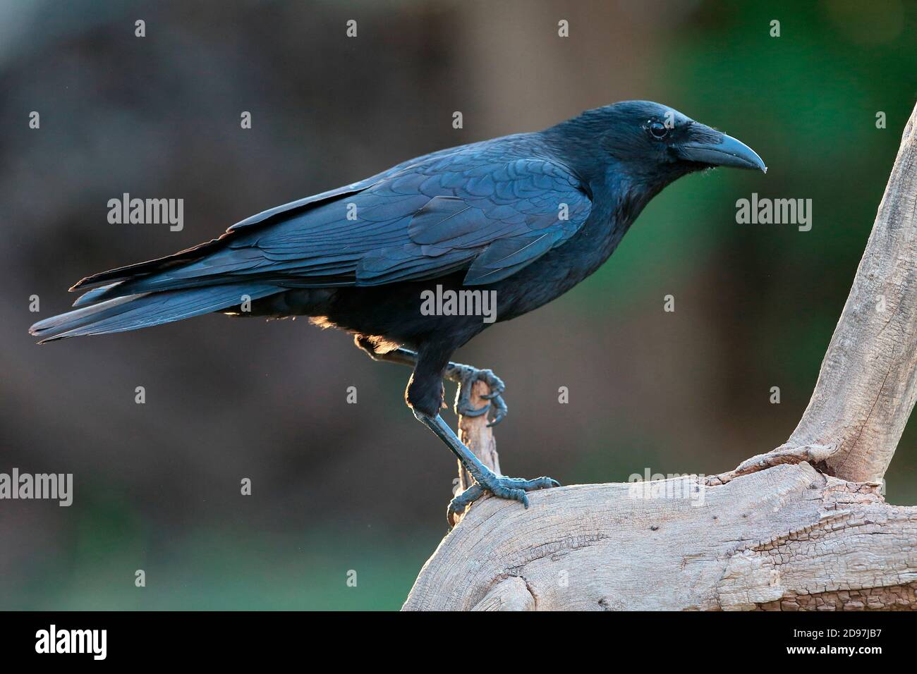 Carrion crow (Corvus corone) on a dead tree, Alsace, France Stock Photo ...